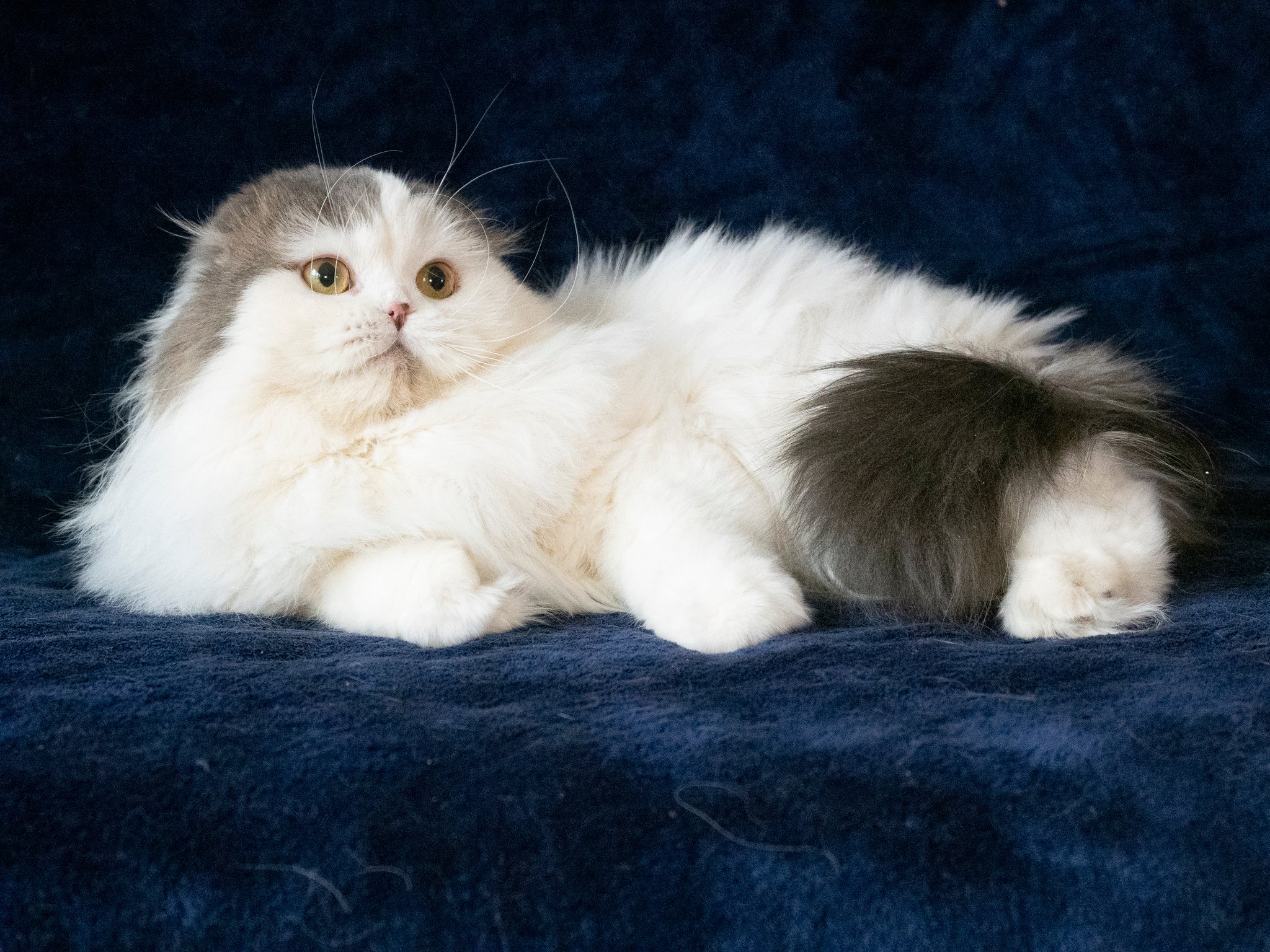Scottish Fold Breed Types - BestOfTheBestCattery