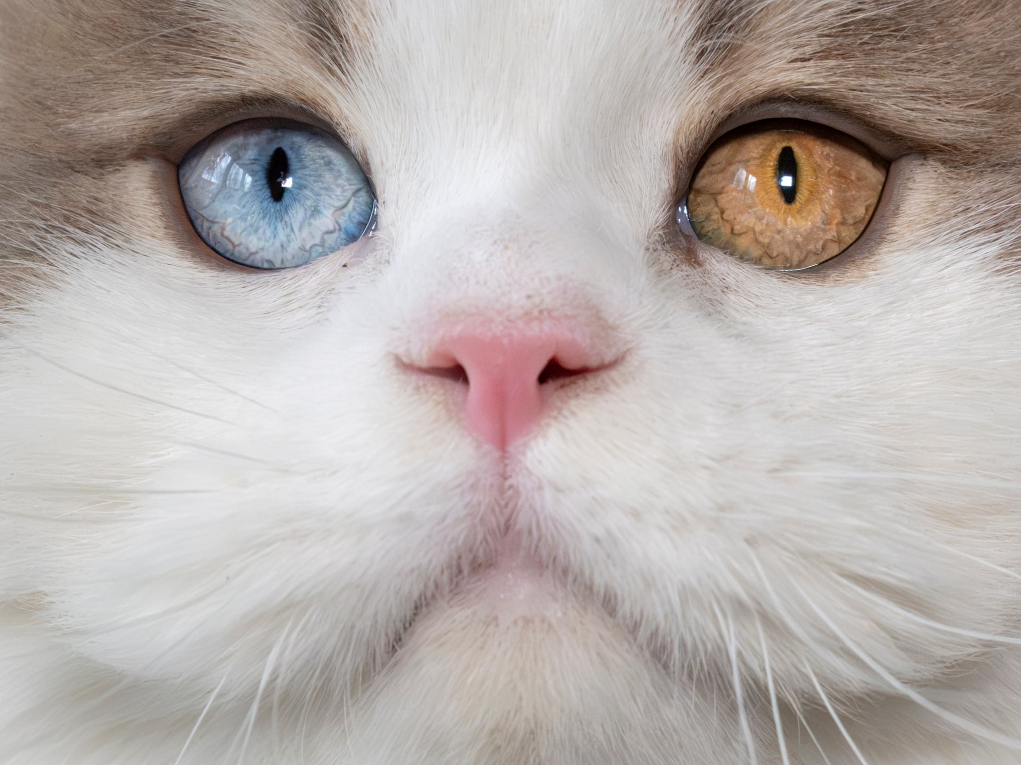 Scottish Fold Kittens in PA, USA | Best of the Best Cattery