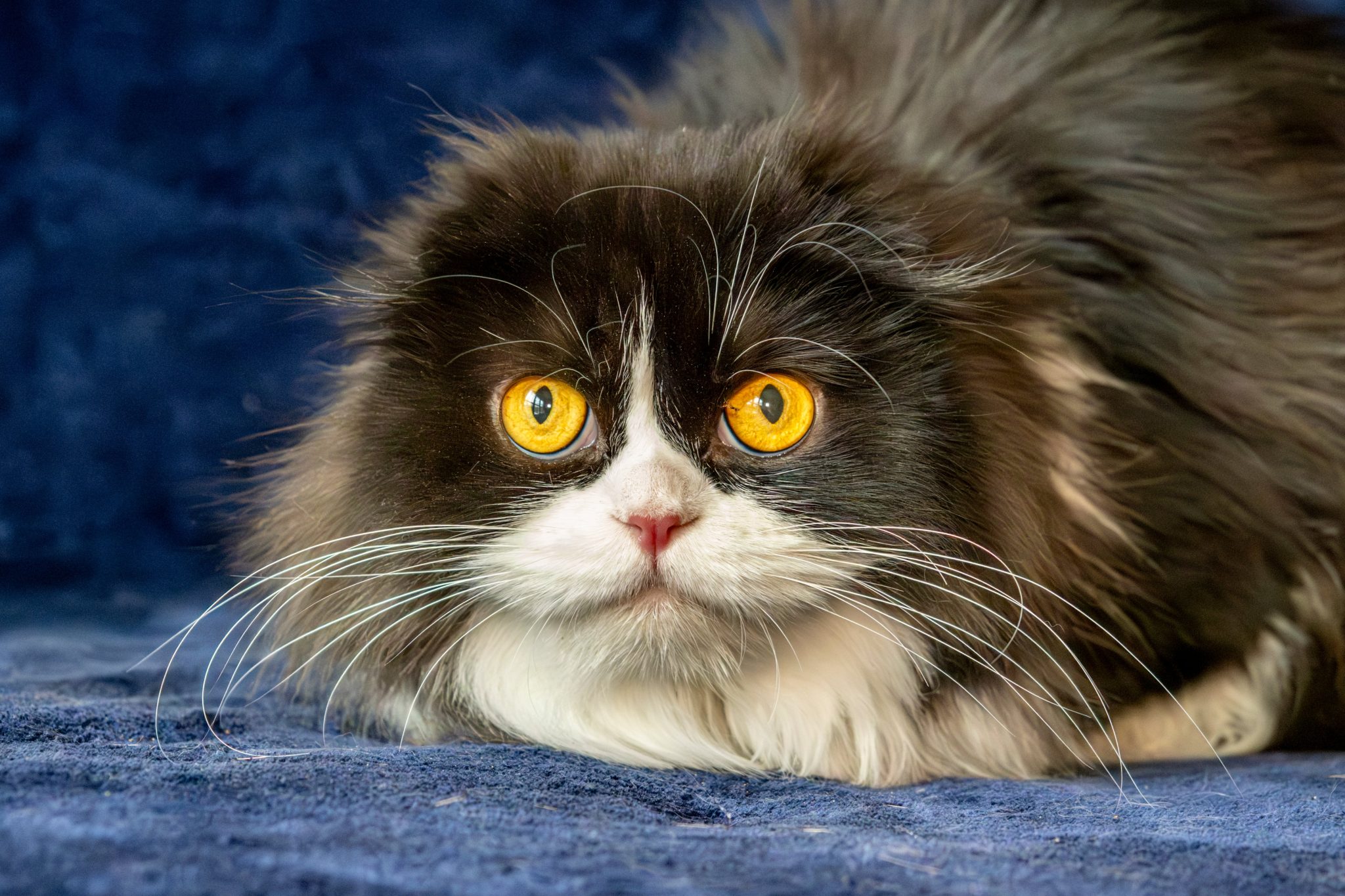 British Cats vs. Scottish Straight Cats: Personality, Appearance, and ...