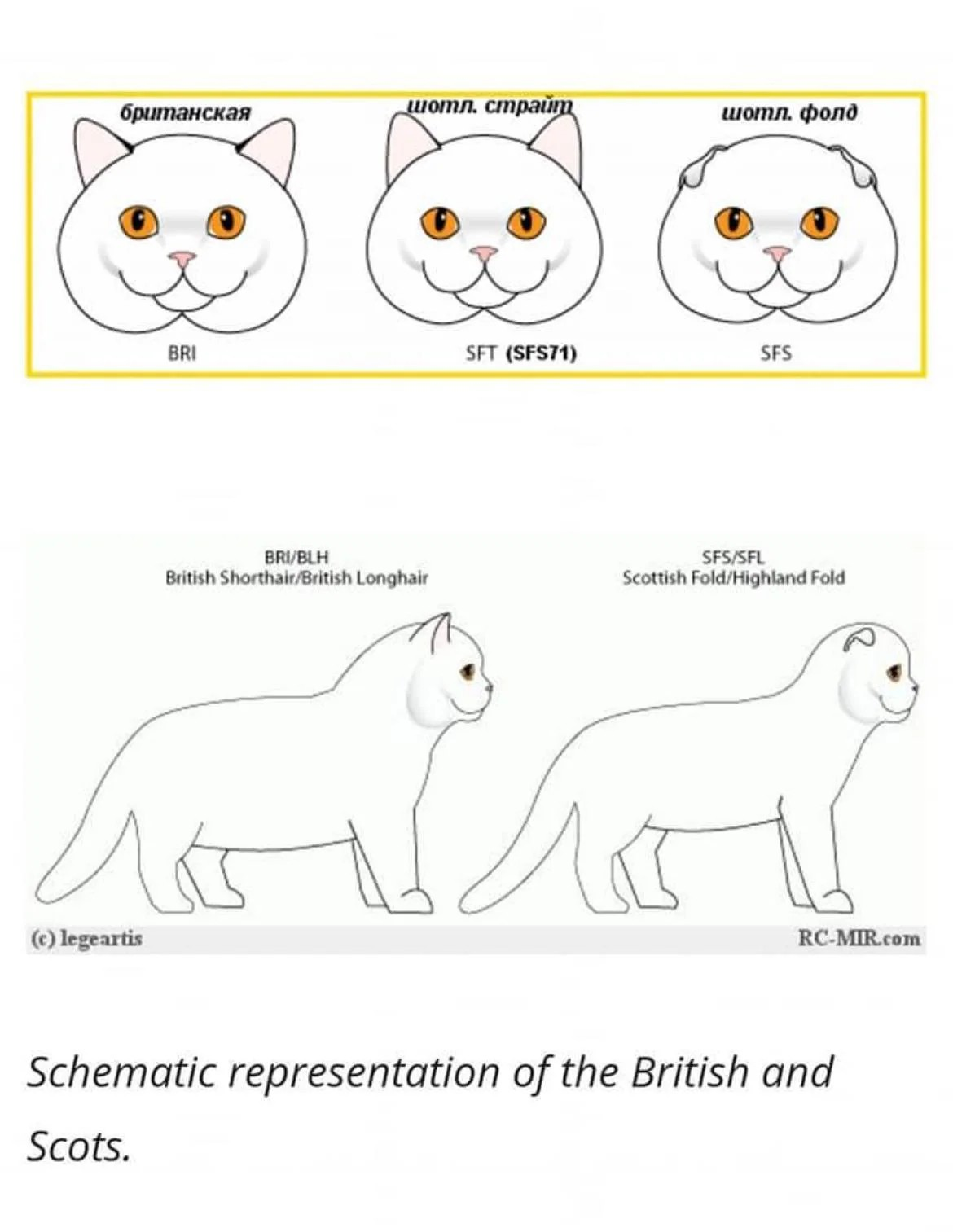British Cats vs. Scottish Straight Cats: Personality, Appearance, and ...